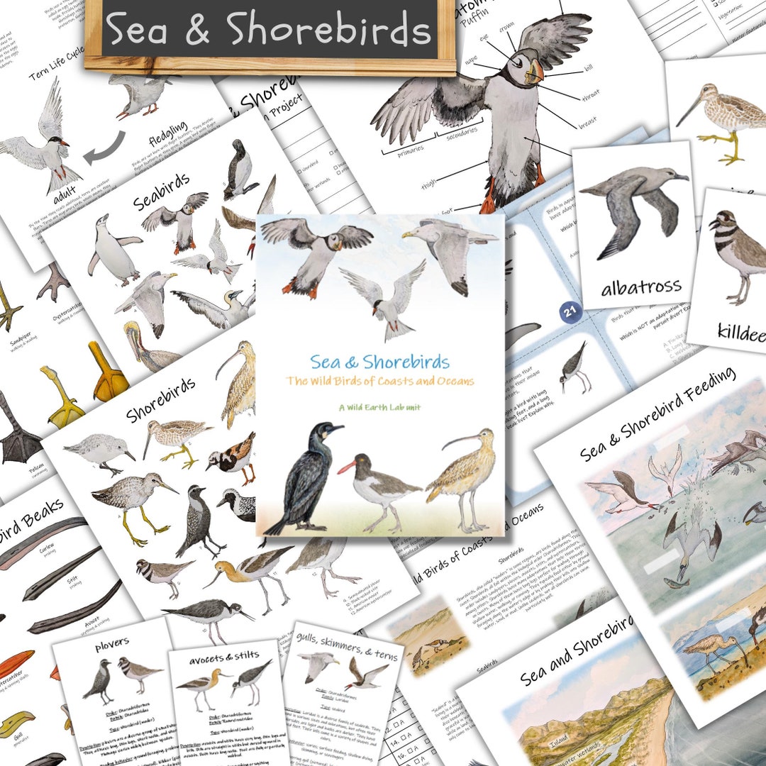 Sea & Shorebirds Unit: Bird Adaptations, Anatomy, Life Cycles (PDF ...