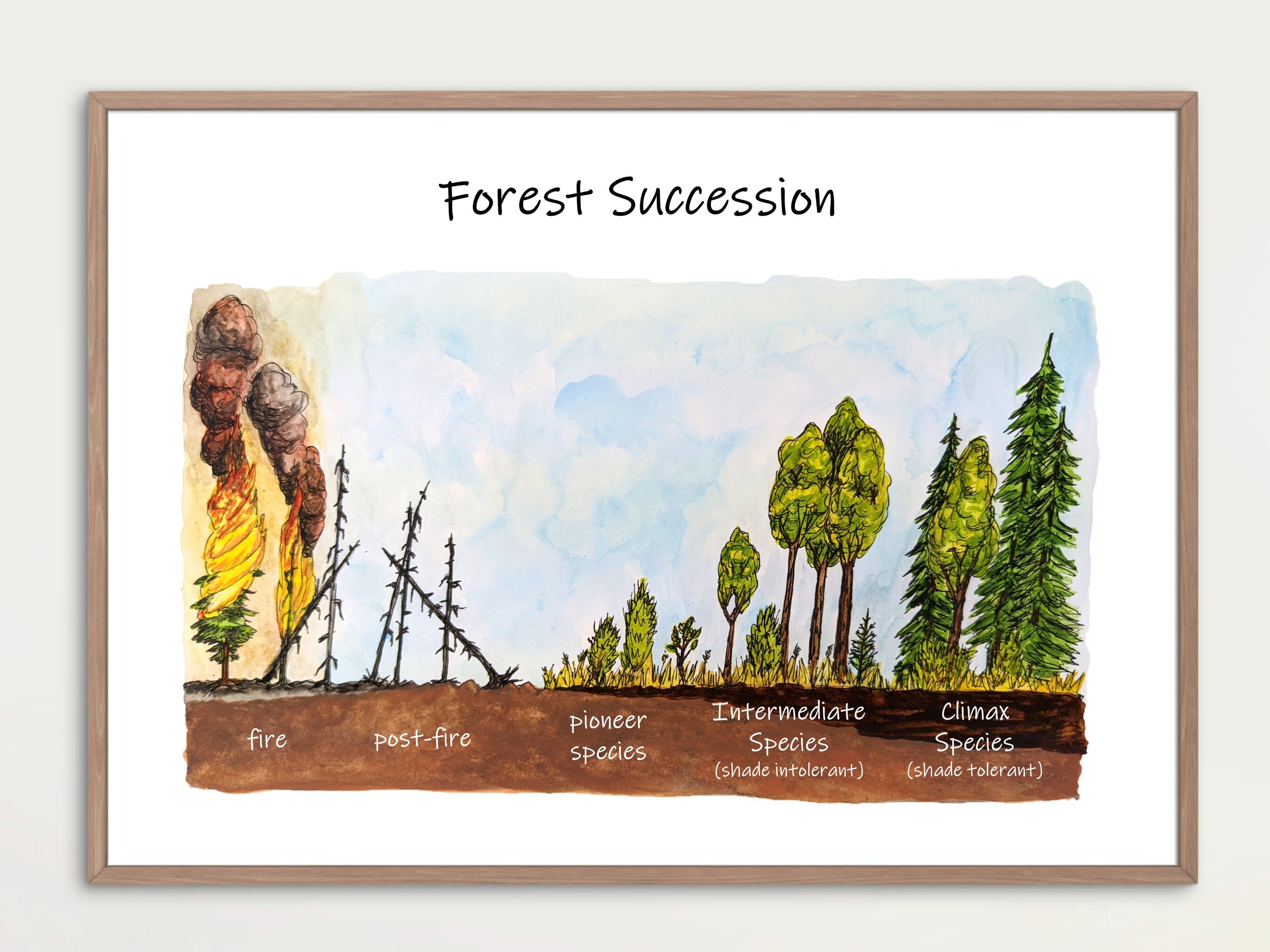 Forest Succession Poster: Printable Wildfire Wall Art, Ecology Artwork ...