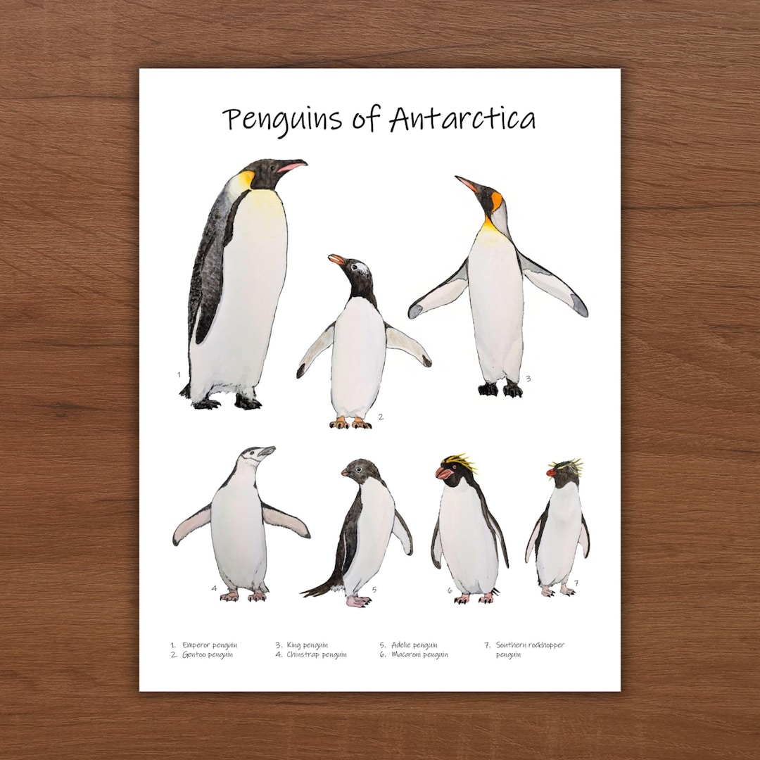 Penguins of Antarctica Poster: Printable Classroom Poster With 7 Types ...