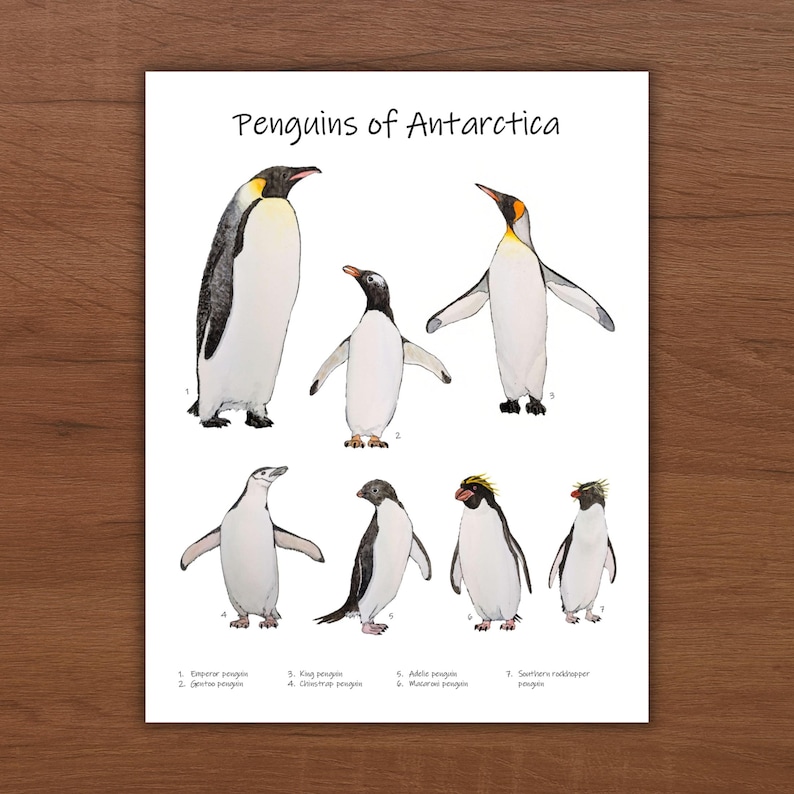 Penguins of Antarctica Poster: Printable Classroom Poster With 7 Types ...
