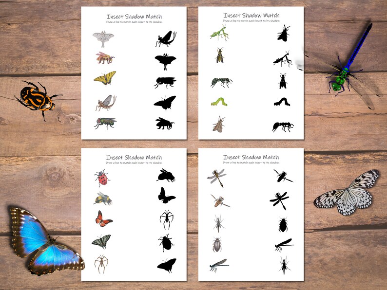 Insect Shadow Match: 4 Bug Activity Pages for Toddlers, Preschool, and ...