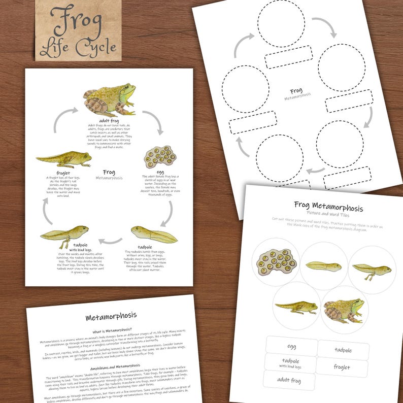 Frog Life Cycle: Diagram With Blank Copy and Metamorphosis Reading ...
