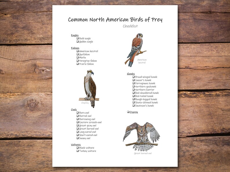 Common Raptors Checklist: North American Birds of Prey List - Etsy