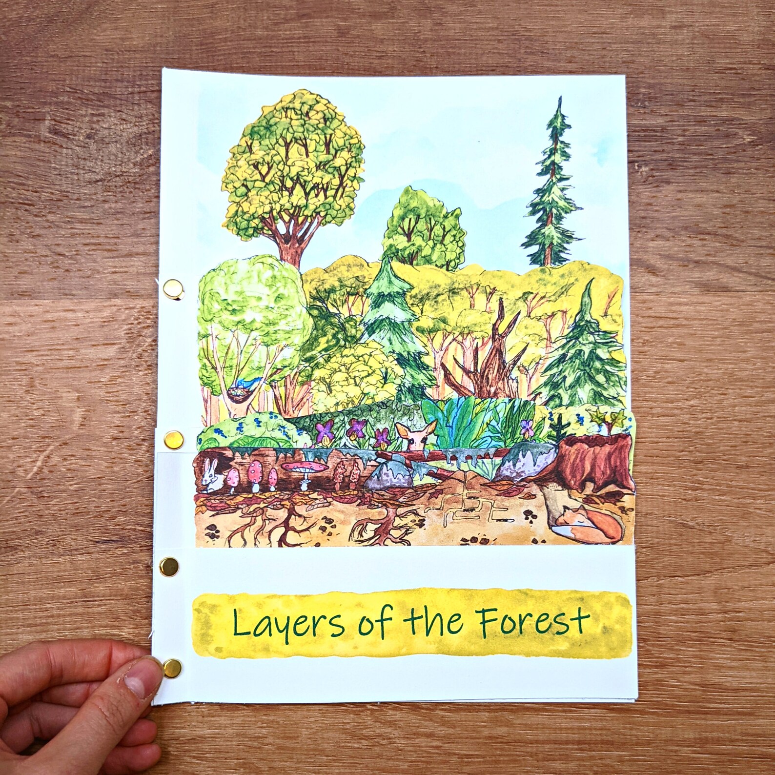 Layers of the Forest: Printable Educational Booklet With Watercolor ...
