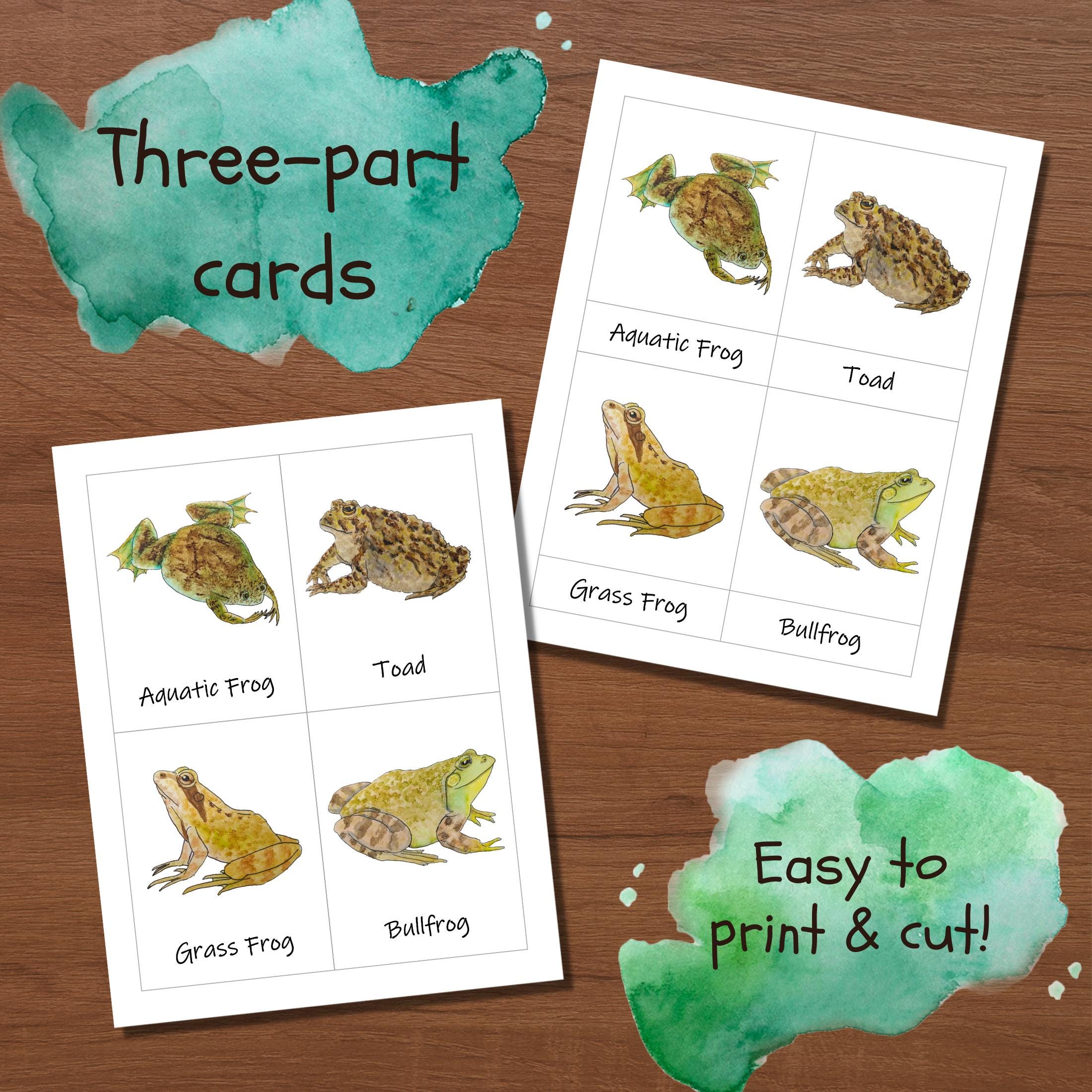 Amphibian Three-part Cards: Printable Nomenclature Flashcards ...