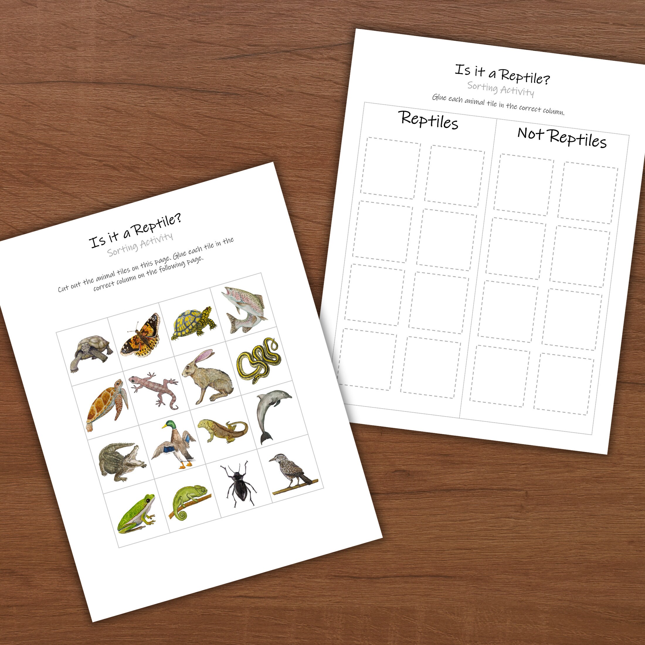 Reptile Mini Study: Biology Lesson Plan (PDF Download) - Etsy