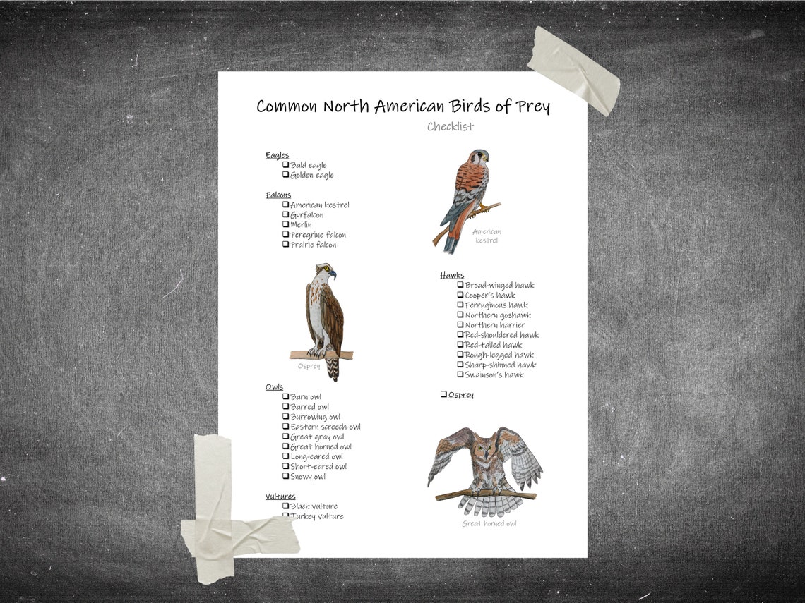 Common Raptors Checklist: North American Birds of Prey List - Etsy