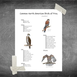 Common Raptors Checklist: North American Birds of Prey List - Etsy