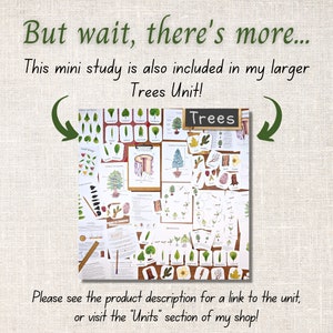 Tree Anatomy Mini Study: With Printable Classroom Posters, Parts of a ...