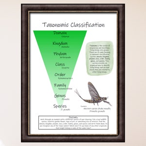Taxonomic Classification Poster: Teach Kids About Taxonomy Classroom ...