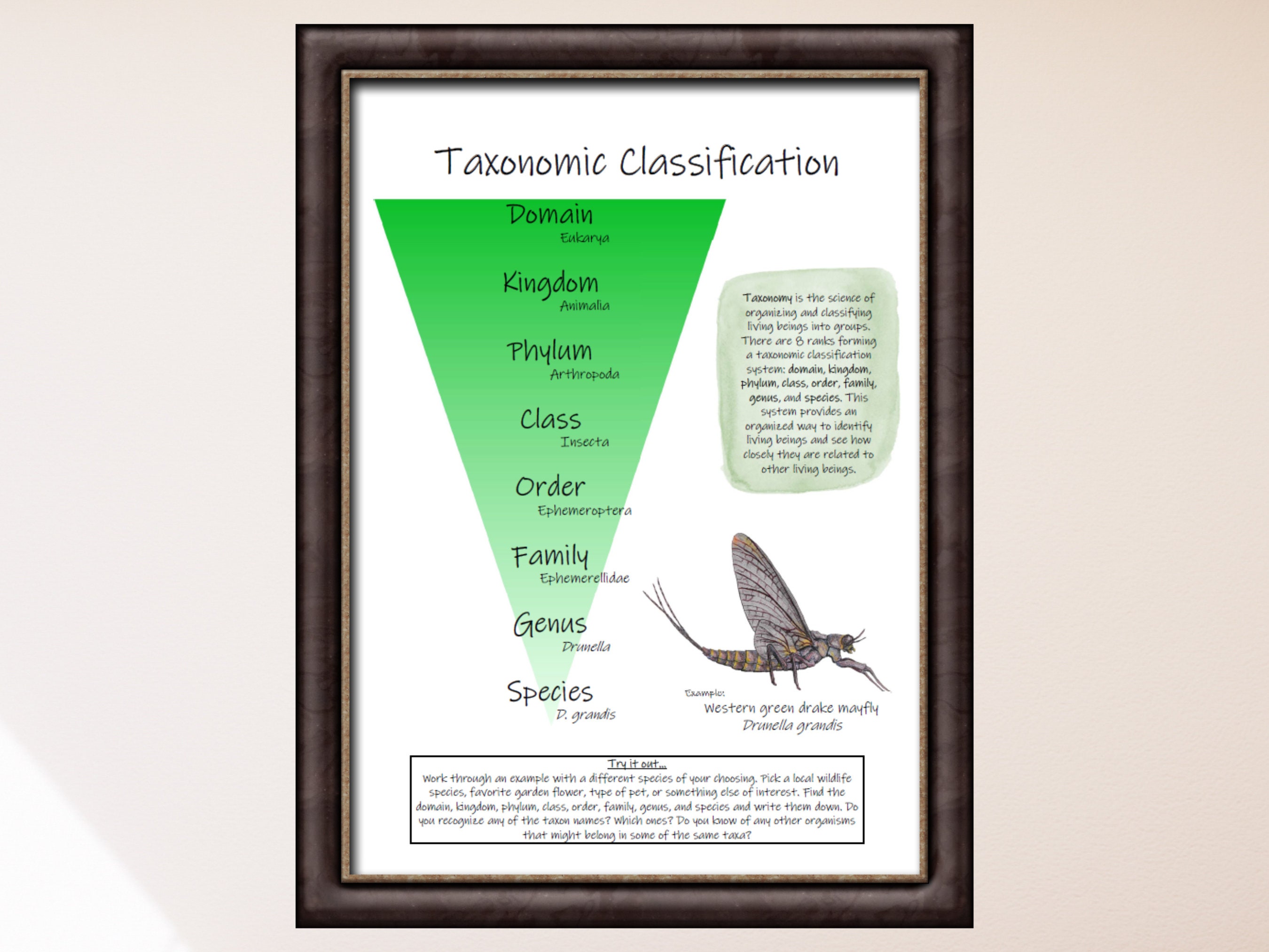 Taxonomic Classification Poster: Teach Kids About Taxonomy Classroom ...