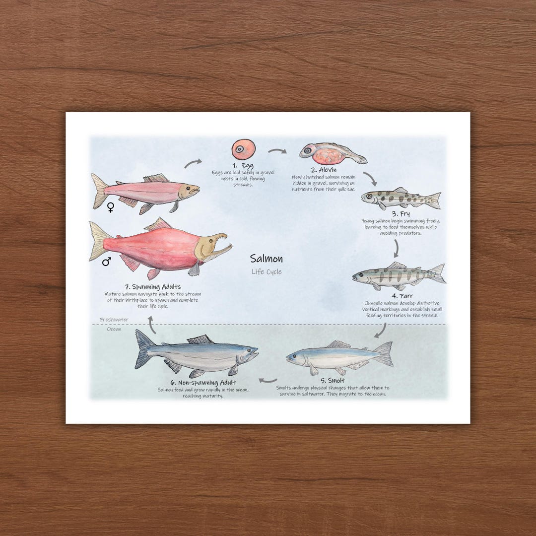 Salmon Life Cycle Classroom Poster: Ecology Print (PDF Download) - Etsy