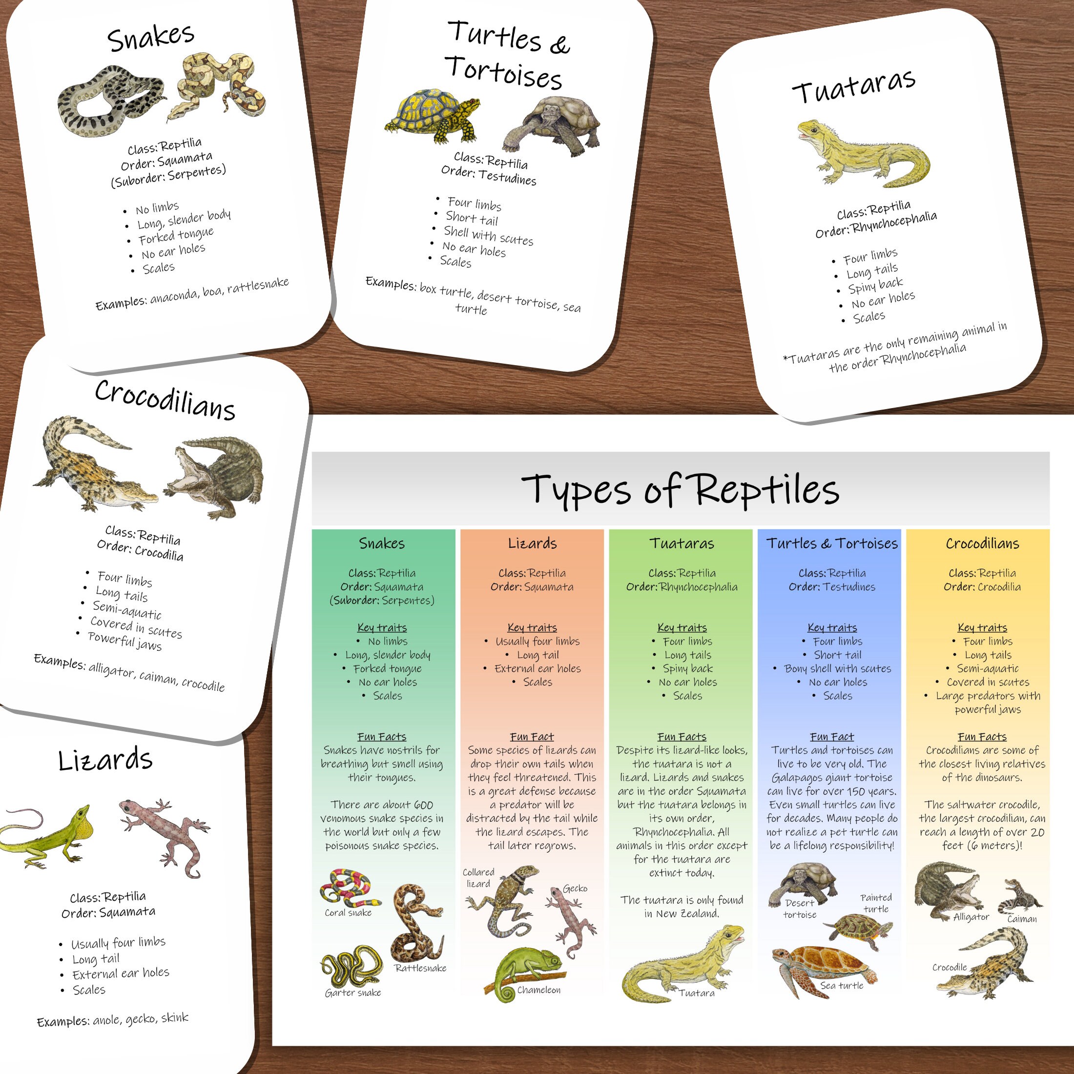 Reptile Traits & Types: a Science Mini Study Biology Lesson Plan ...