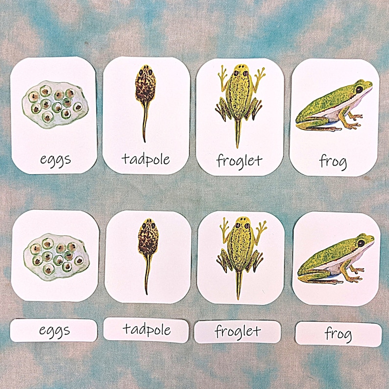 Frog Life Cycle Mini Study: Metamorphosis, Life Cycle Diagrams, Frog ...