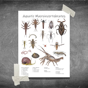 Macroinvertebrates Poster: Identify Common Aquatic Species, Printable ...