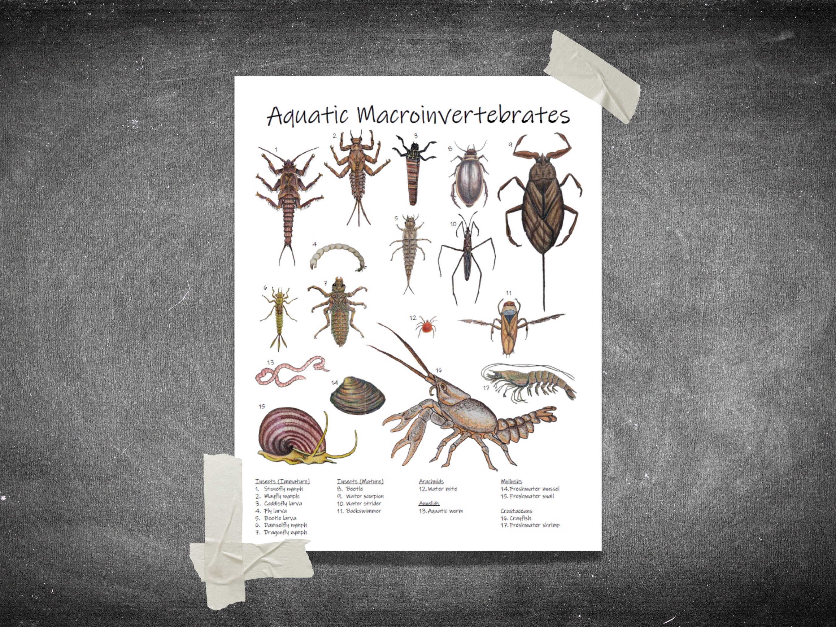 Macroinvertebrate Photo Gallery Macroinvertebrates