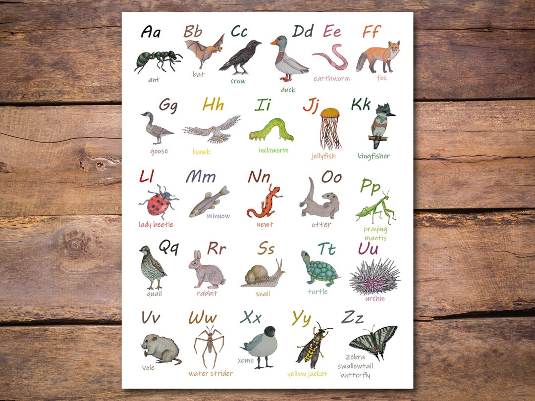 Wildlife Classroom Alphabet Poster: Featuring Common Wild Animals for ...