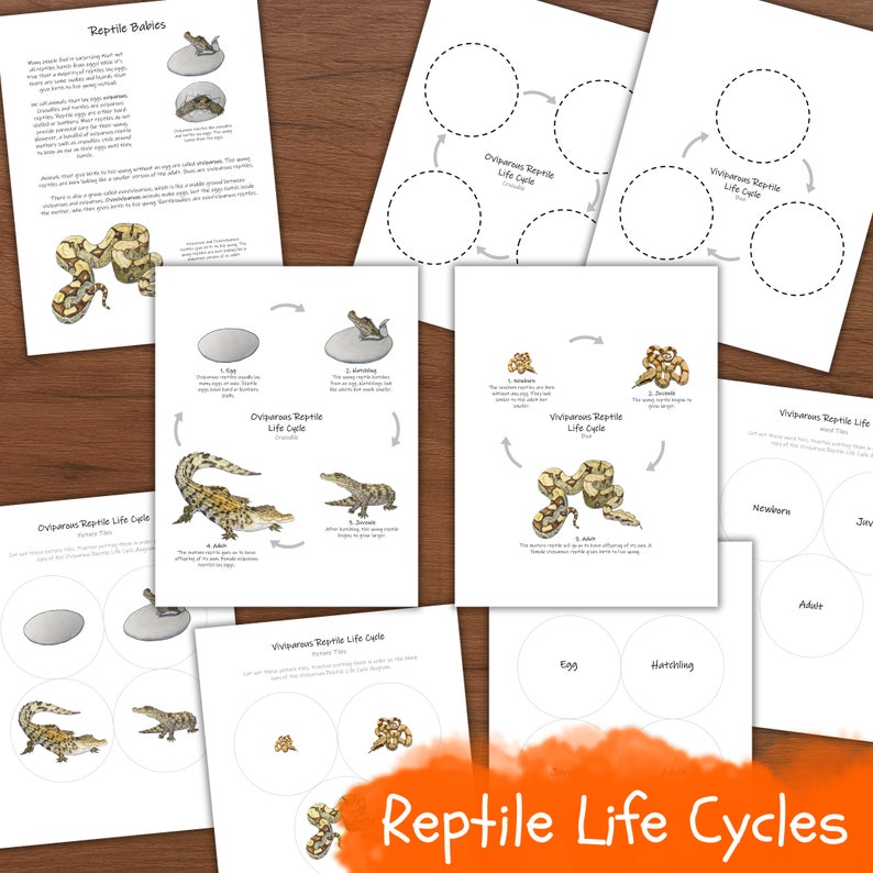 Reptiles Unit: Biodiversity Homeschool Lessons (PDF Download) - Etsy