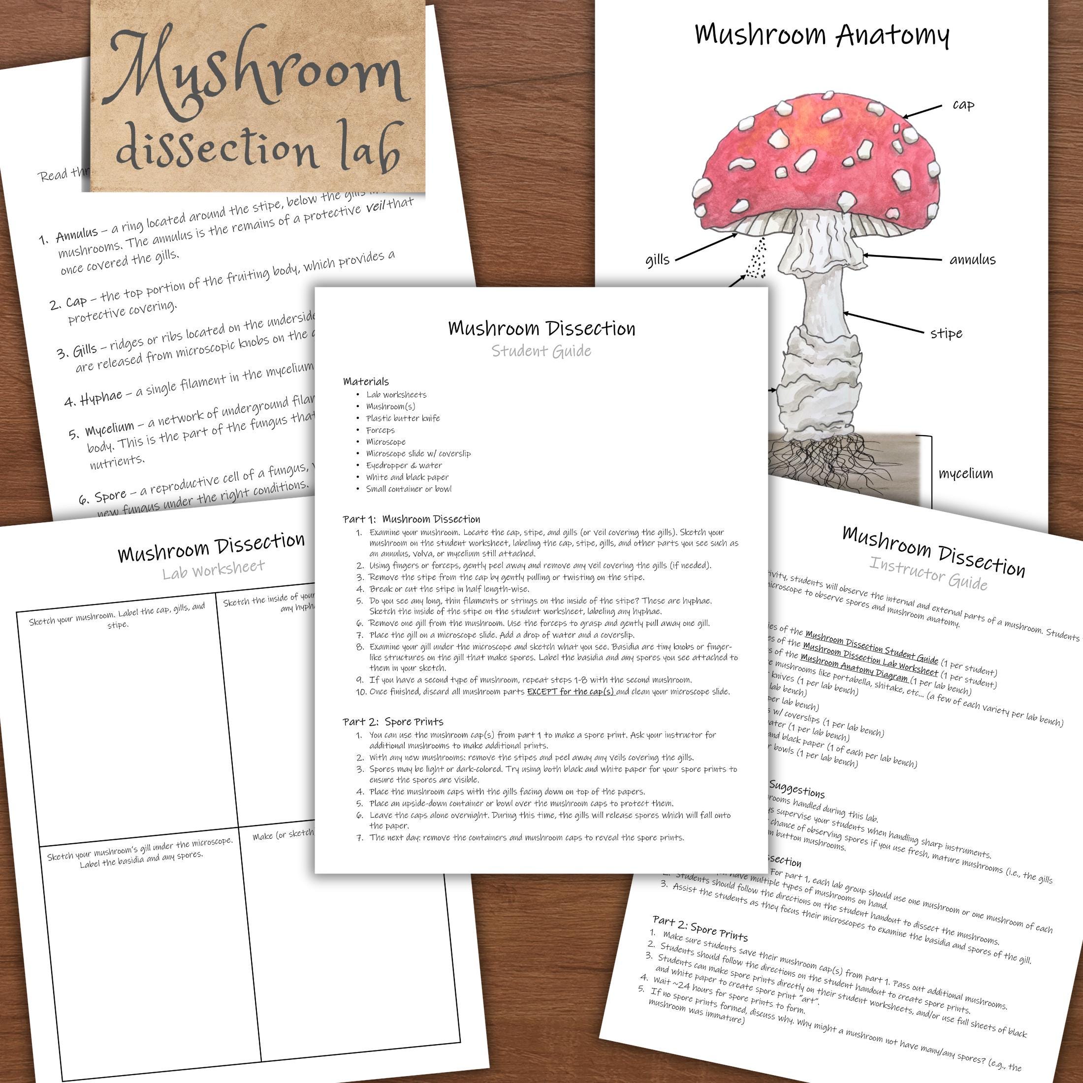 Mushroom Dissection Lab: Directions, Student Worksheet, Vocab List, and ...
