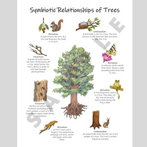 Symbiotic Relationships of Trees Poster: Forest Ecology (PDF Download ...