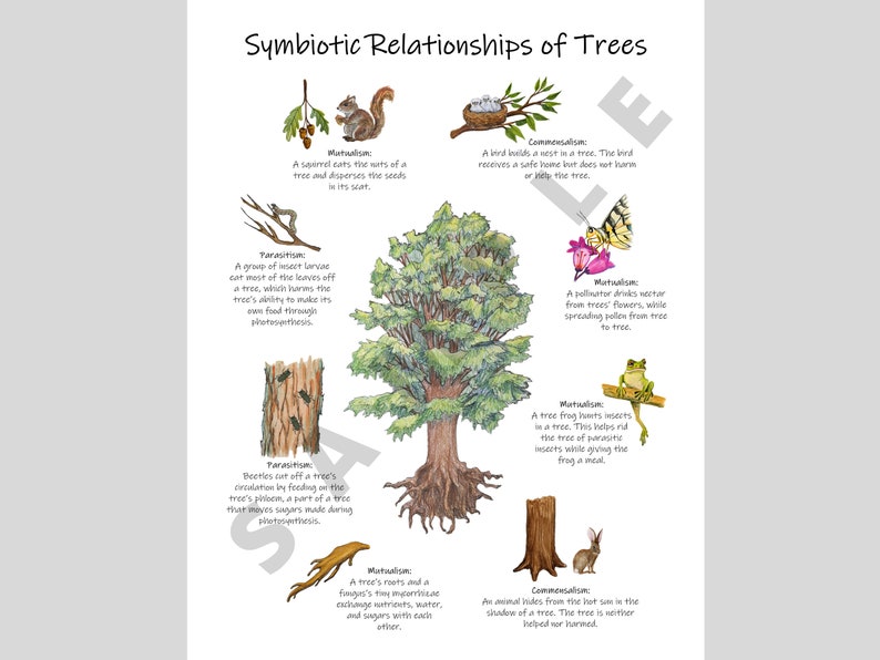 Symbiotic Relationships of Trees Poster: Forest Ecology (PDF Download ...