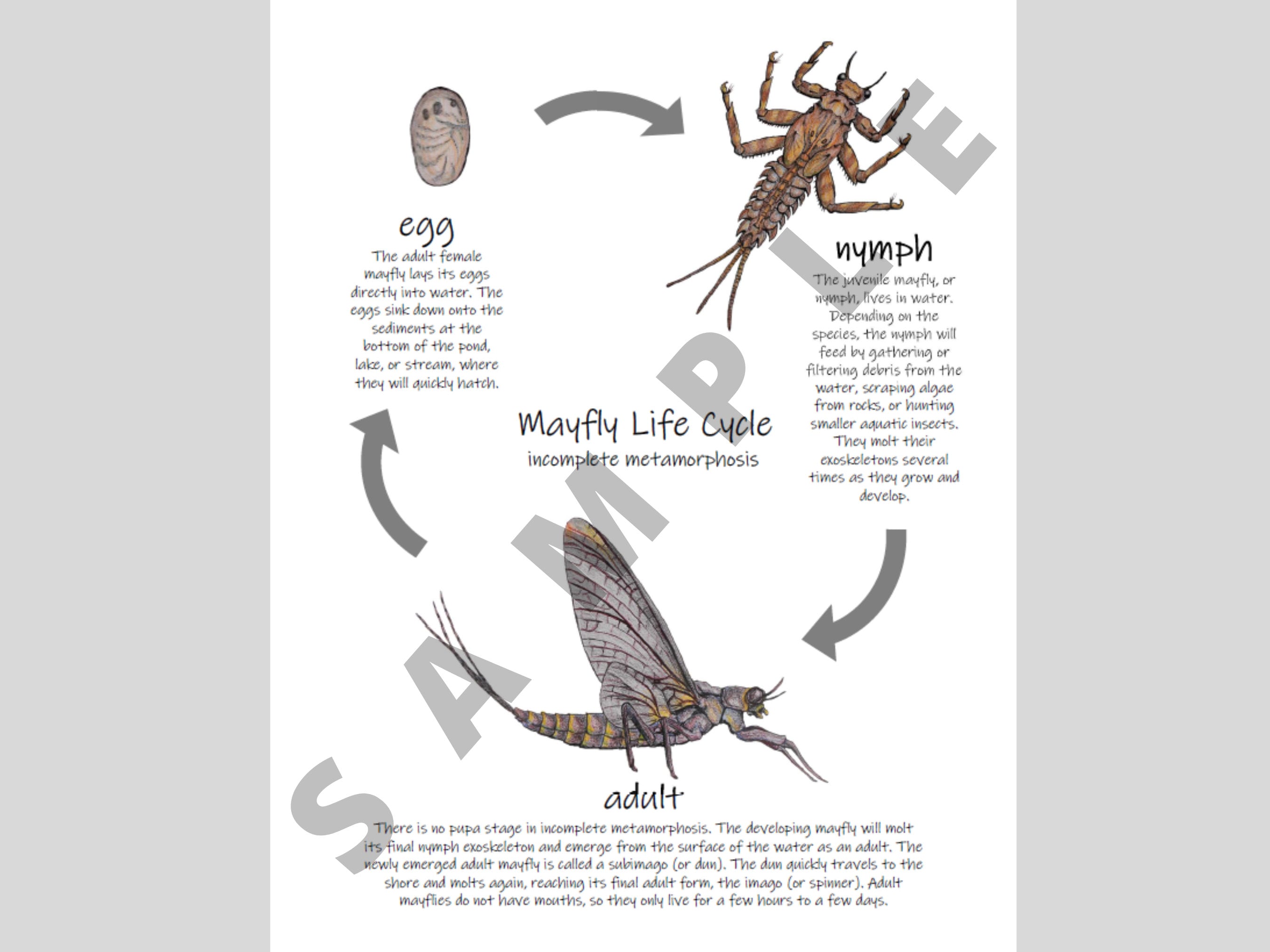 Mayfly Life Cycle