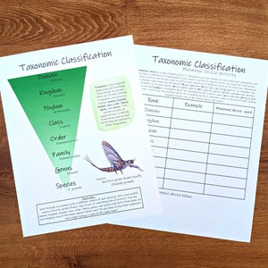 It's a Bug... Right? Taxonomy Mini Study: Biology Lesson Plan, Science ...