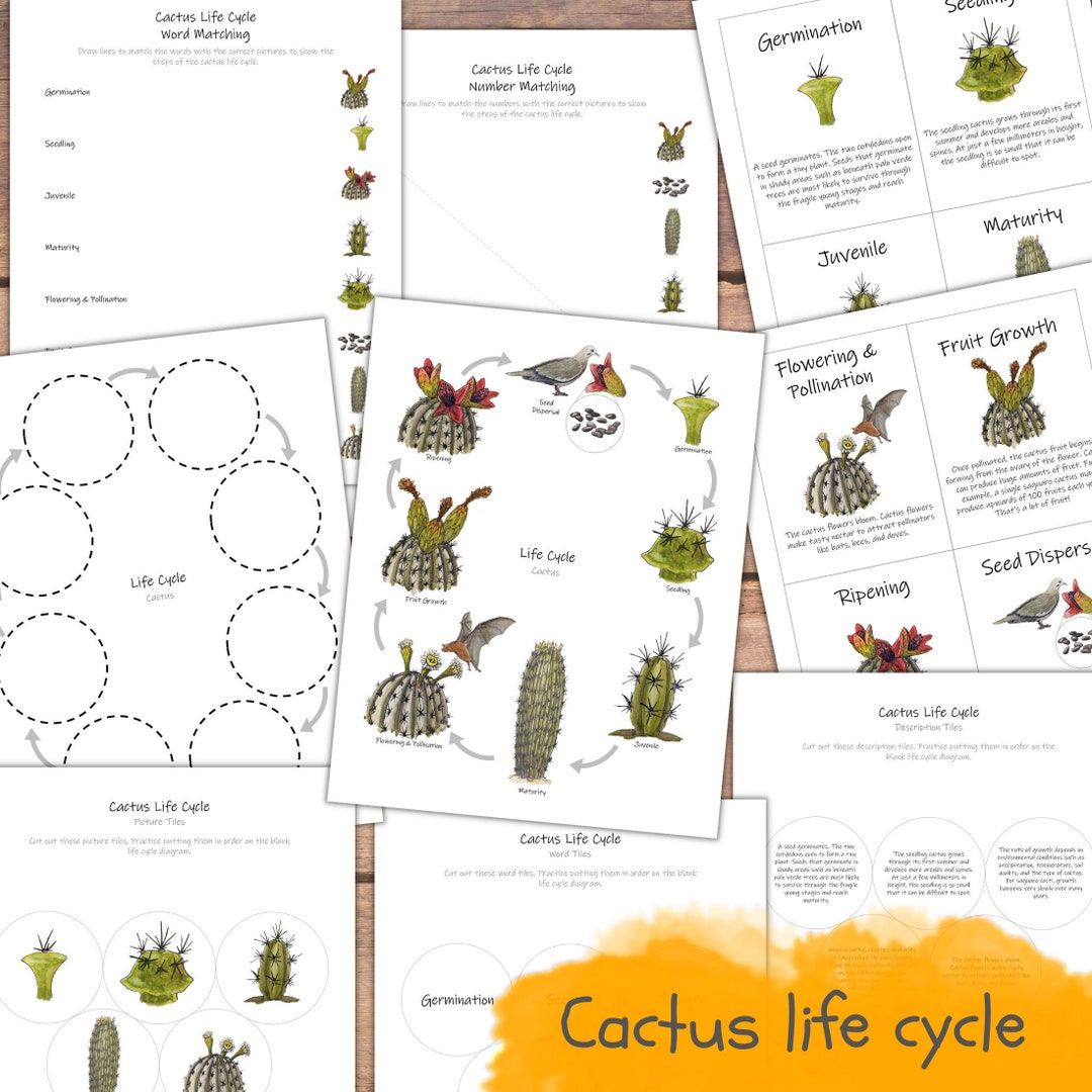 Cactus Life Cycle: Poster and Activities, Labeled and Blank Life Cycle ...