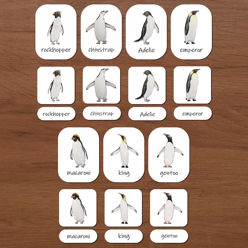 Penguin Flashcards: Watercolor Nomenclature Cards (PDF Download) - Etsy