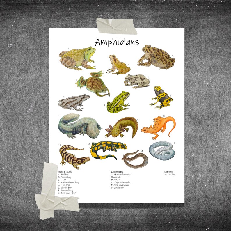 Amphibians Watercolor Print: Frogs, Salamanders, Biology Classroom ...
