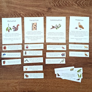 Symbiotic Relationships Mini Study: Ecology Homeschool Printables (PDF ...