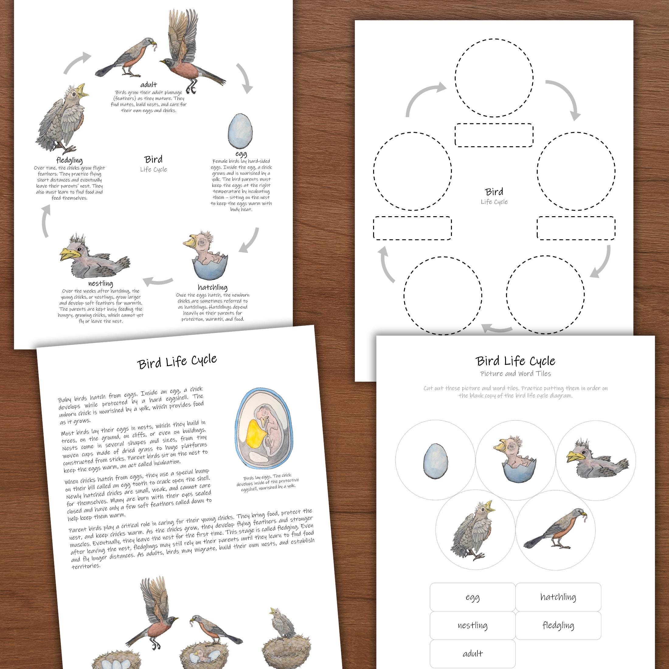Bird Life Cycle: Egg and Nest Classroom Printables and Diagrams (PDF ...