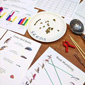 Bird Beak Adaptations Lab: a Mini Study on Natural Selection and ...