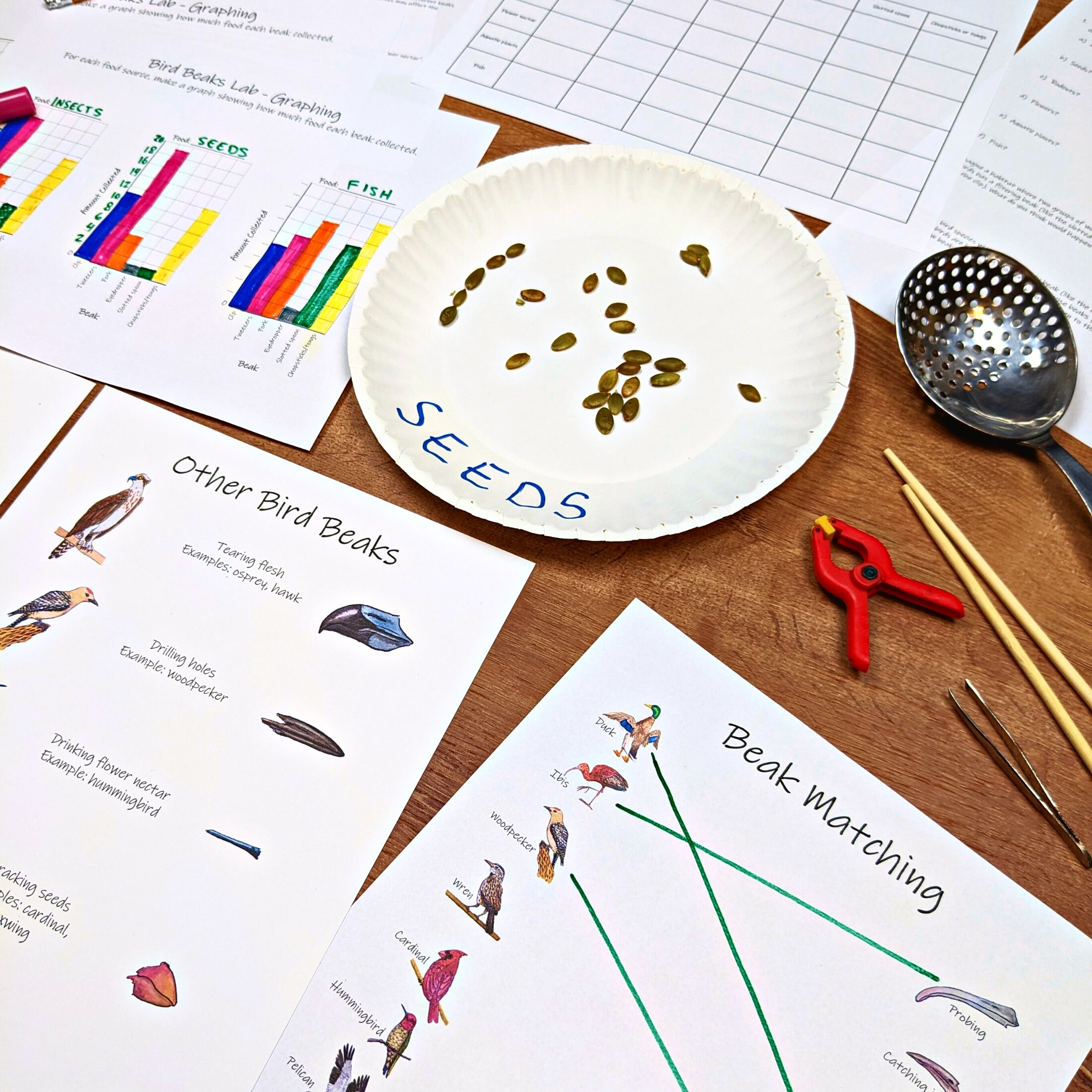 Bird Beak Adaptations Lab: Natural Selection Homeschool Lesson (PDF) - Etsy