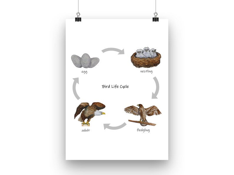 Bird Life Cycle Diagram: Printable Classroom Poster - Etsy