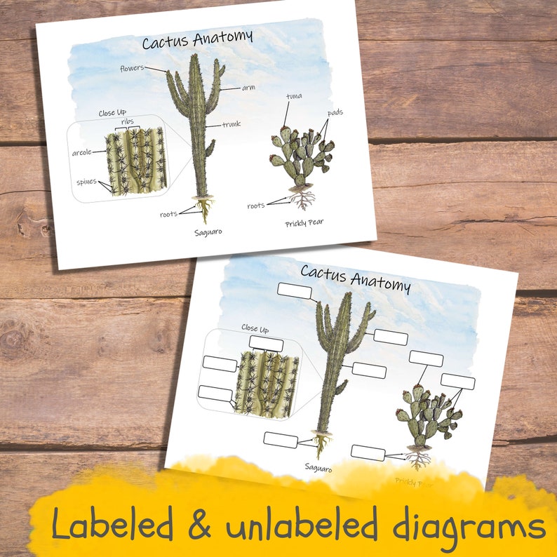 Cactus Anatomy Diagrams: Labeled and Unlabeled Printable Worksheets for ...
