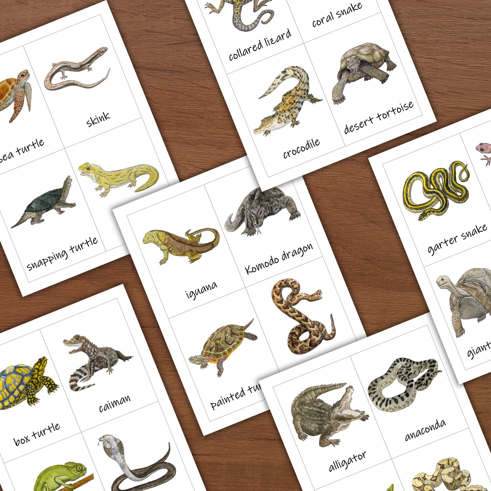 Reptile Three-part Cards: Nomenclature Flashcards, Homeschool Preschool ...