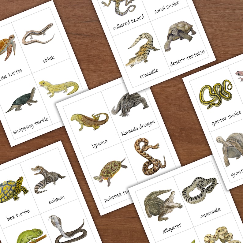 Reptile Watercolor Flashcards: Montessori Homeschool Cards (PDF ...