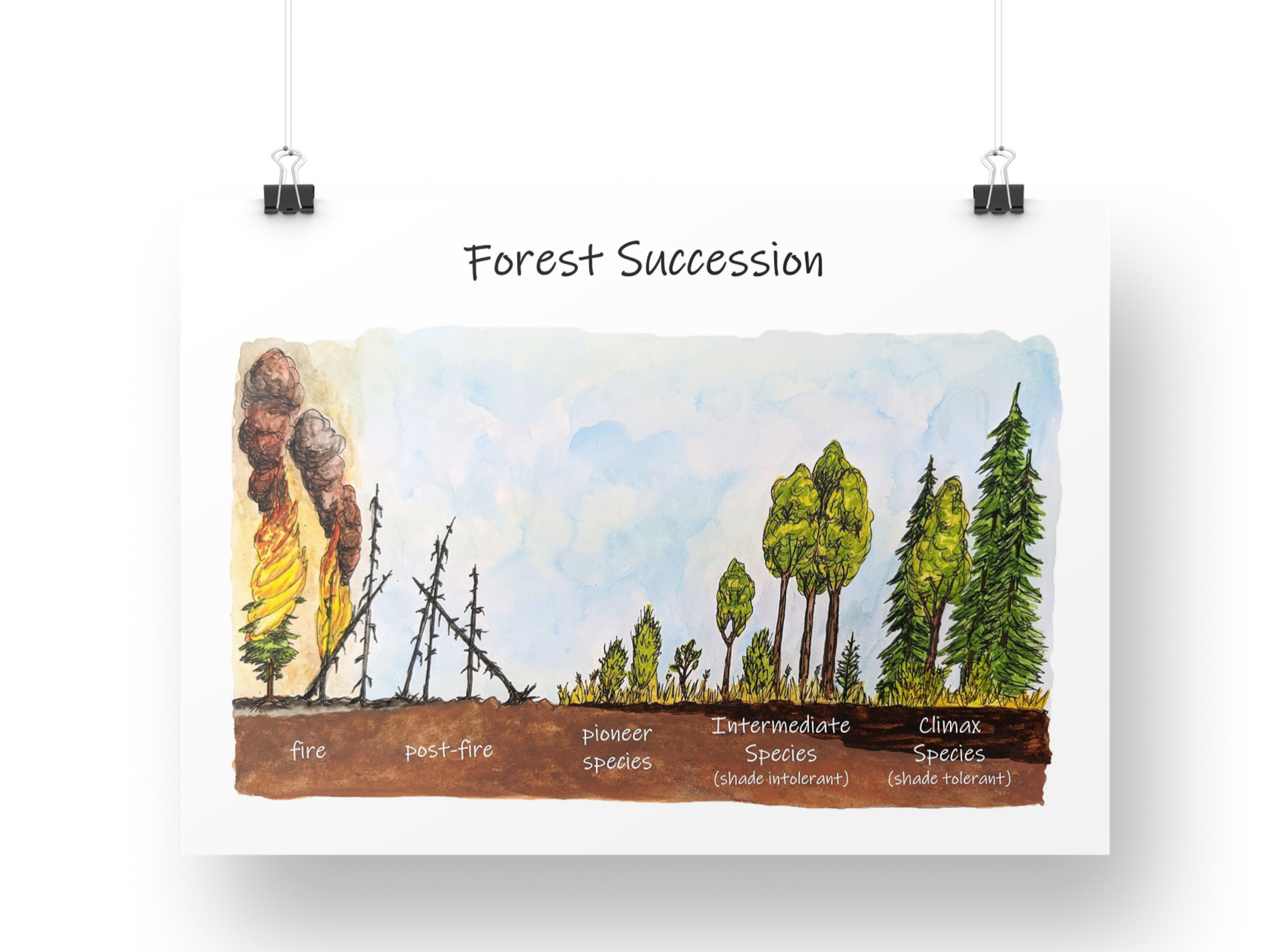 Forest Succession Poster: Printable Wildfire Wall Art, Ecology Artwork ...
