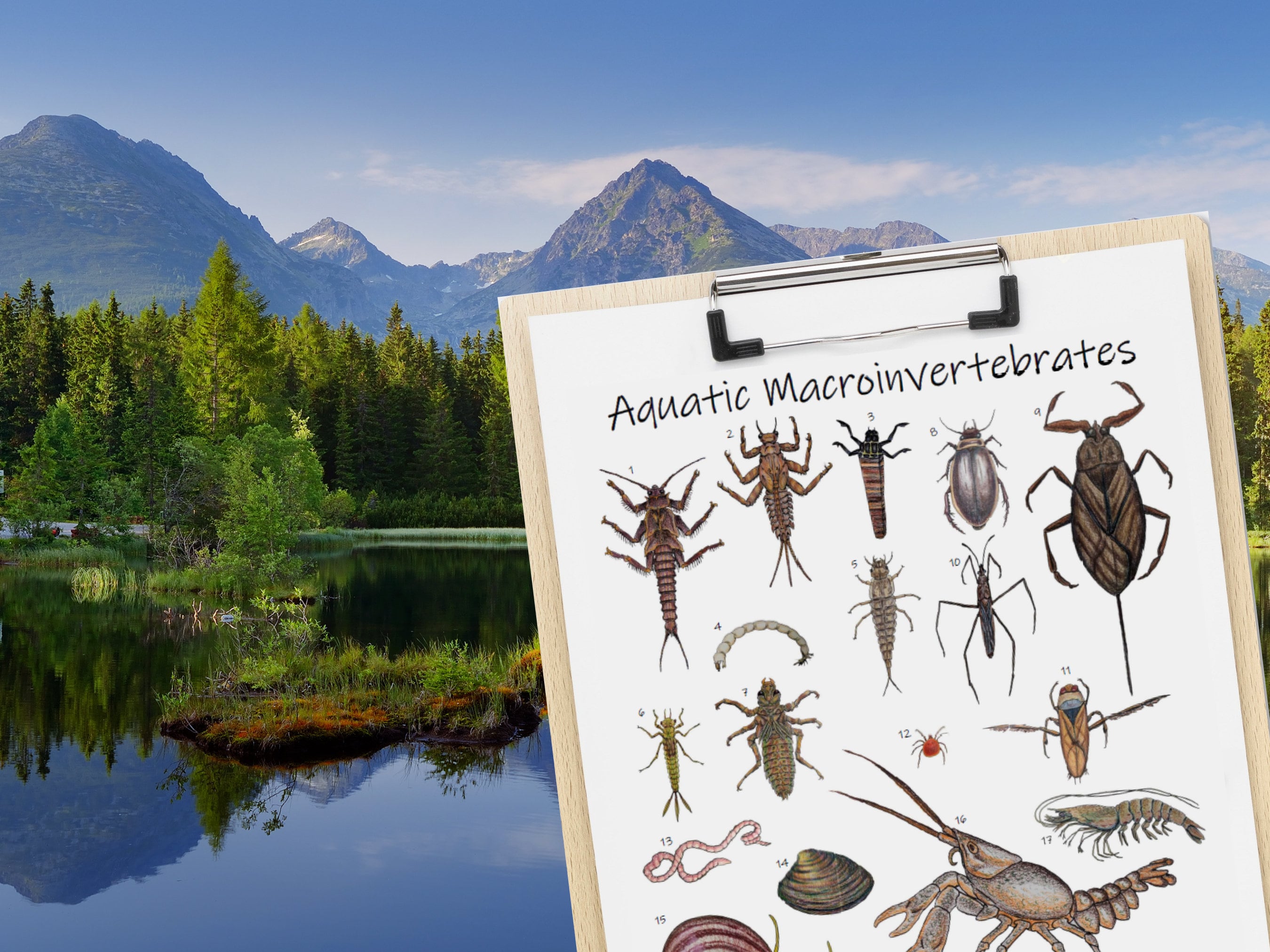 Macroinvertebrates Poster: Identify Common Aquatic Species, Printable ...