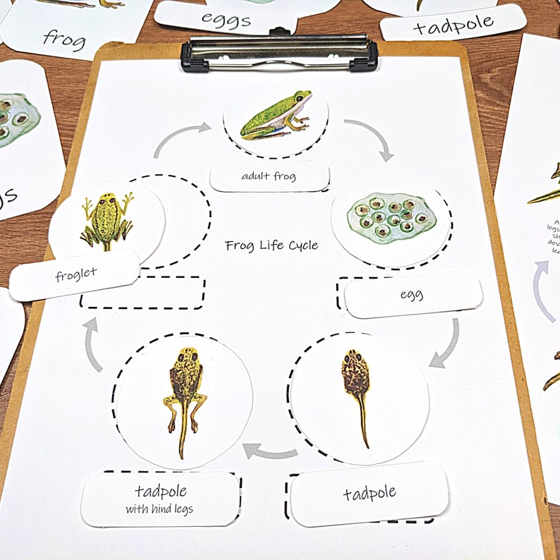 Frog Life Cycle Mini Study: Metamorphosis, Life Cycle Diagrams, Frog ...
