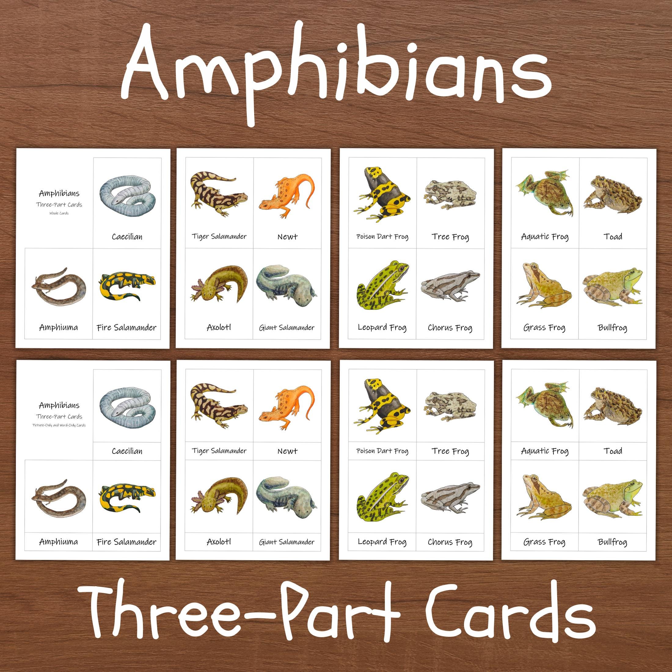 Amphibian Three-part Cards: Printable Nomenclature Flashcards ...