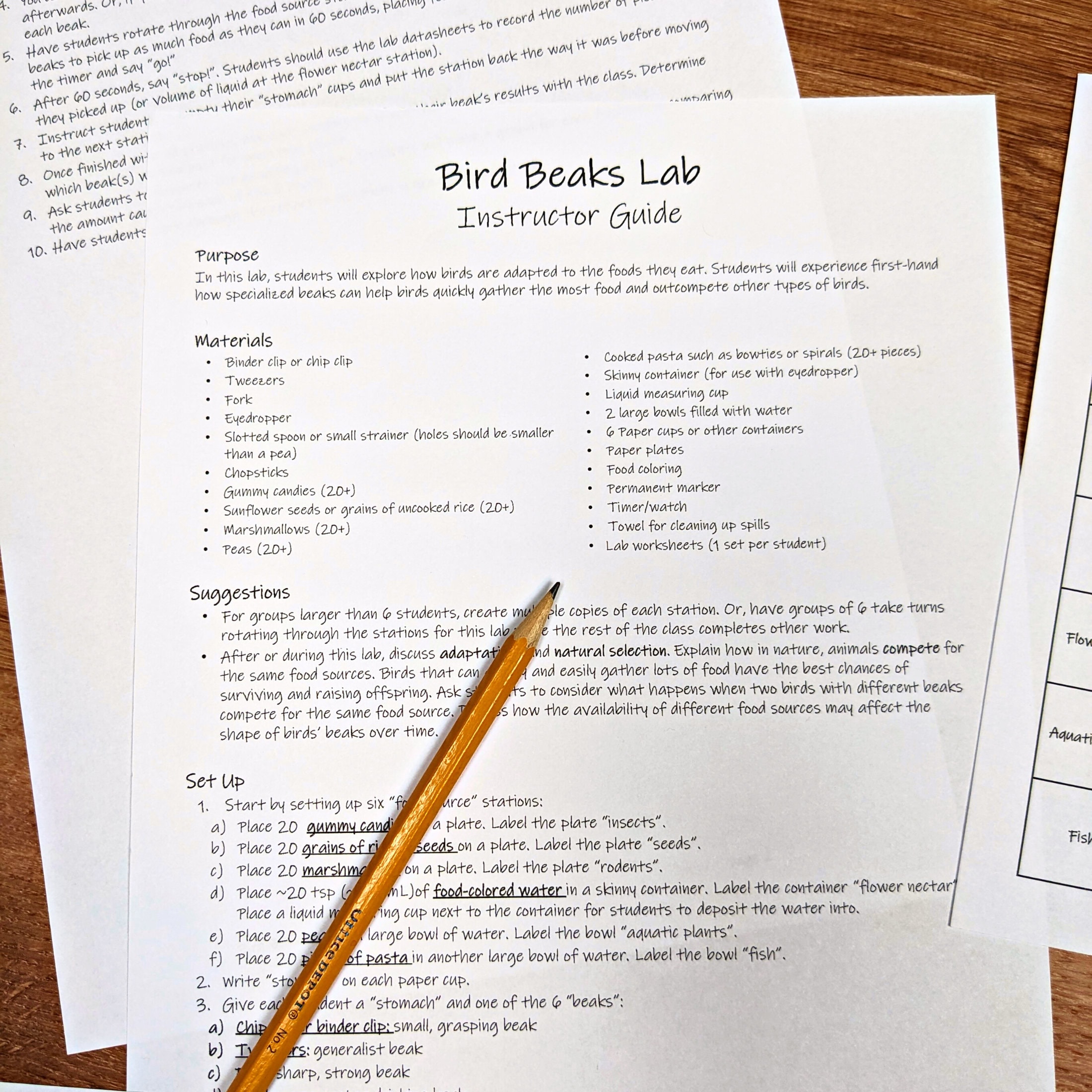 Bird Beak Adaptations Lab: Natural Selection Homeschool Lesson (PDF) - Etsy