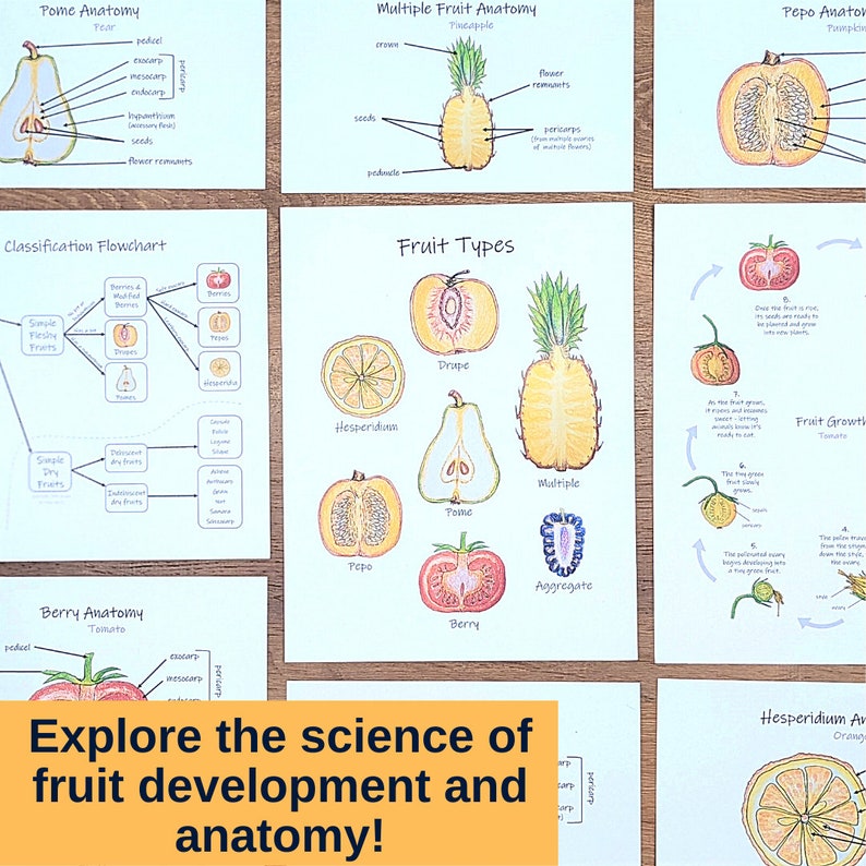 Fun With Fruit Unit: Homeschool Plant Science (PDF) - Etsy