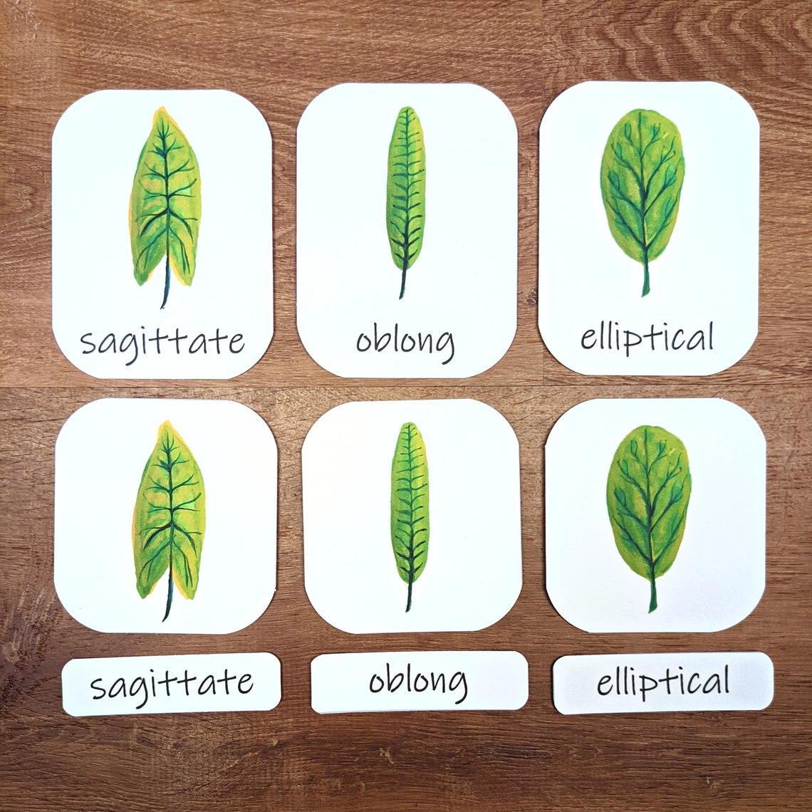 Leaf Shapes Three-part Cards: Montessori-style Flashcards - Etsy