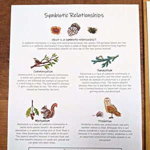 Symbiotic Relationships Mini Study: Ecology Homeschool Printables (PDF ...
