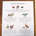 Symbiotic Relationships Mini Study: Forest Ecosystem Lesson Plan ...