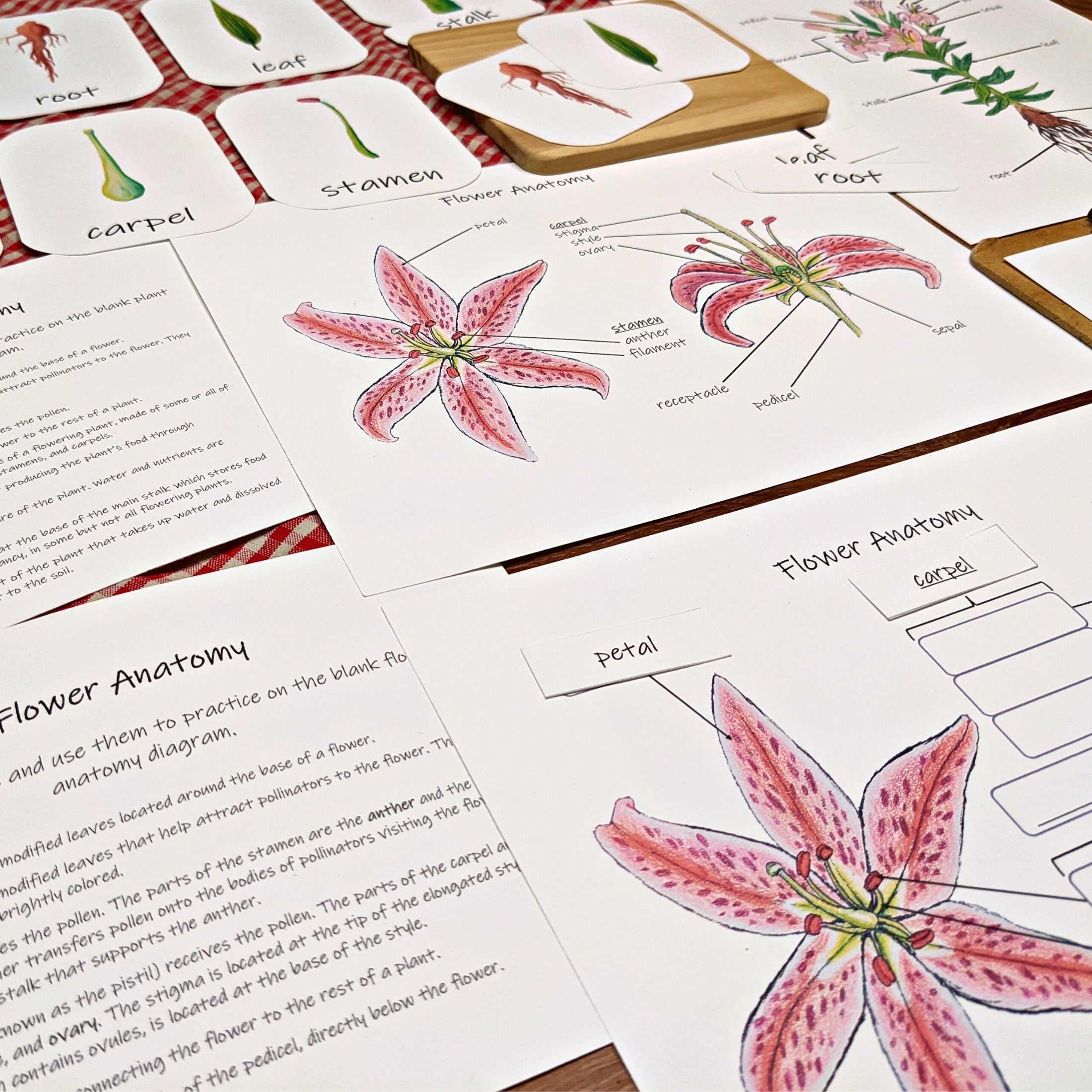 Plant Anatomy Mini Study: Study the Parts of a Flower! Botany Activity ...