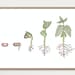 Bean Plant Development Poster: Printable Botany Wall Art - Etsy