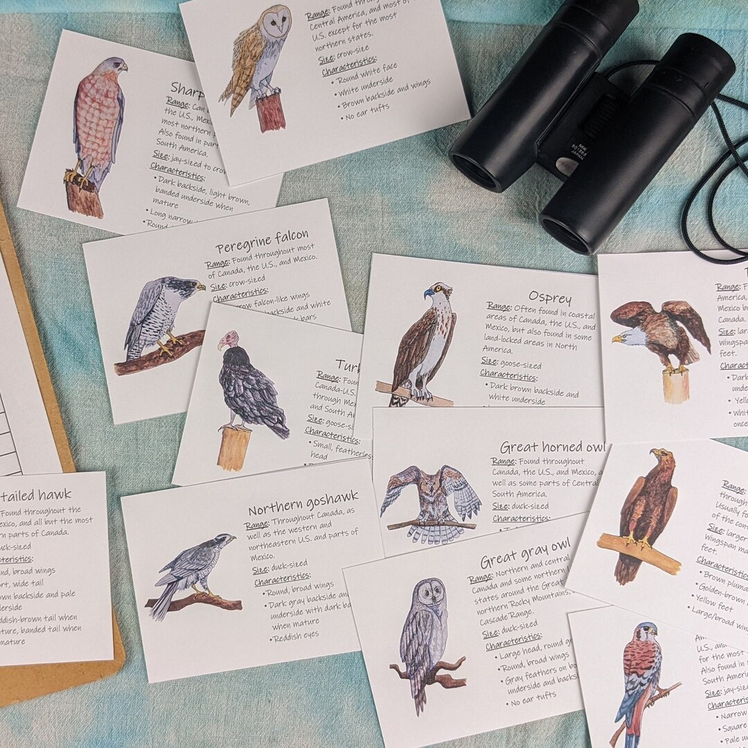 Birds of Prey Identification Cards: Watercolor Raptor Field Guide (PDF ...